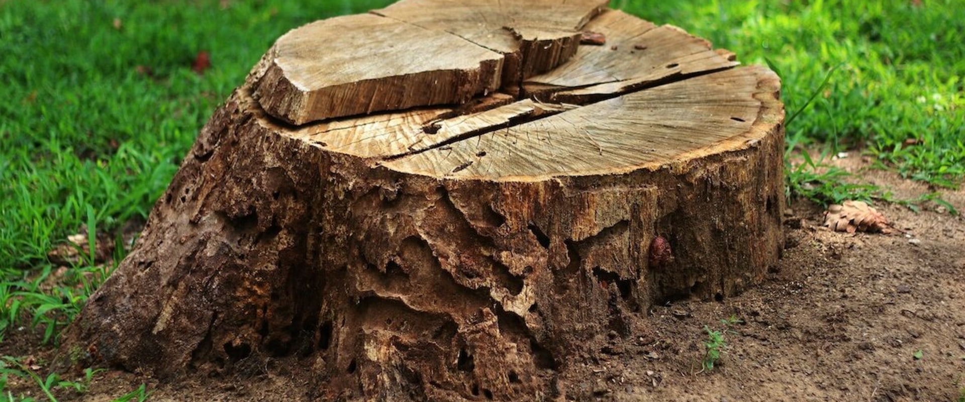 Stump grinding - Frederick County, Virginia - Winchester Stumps