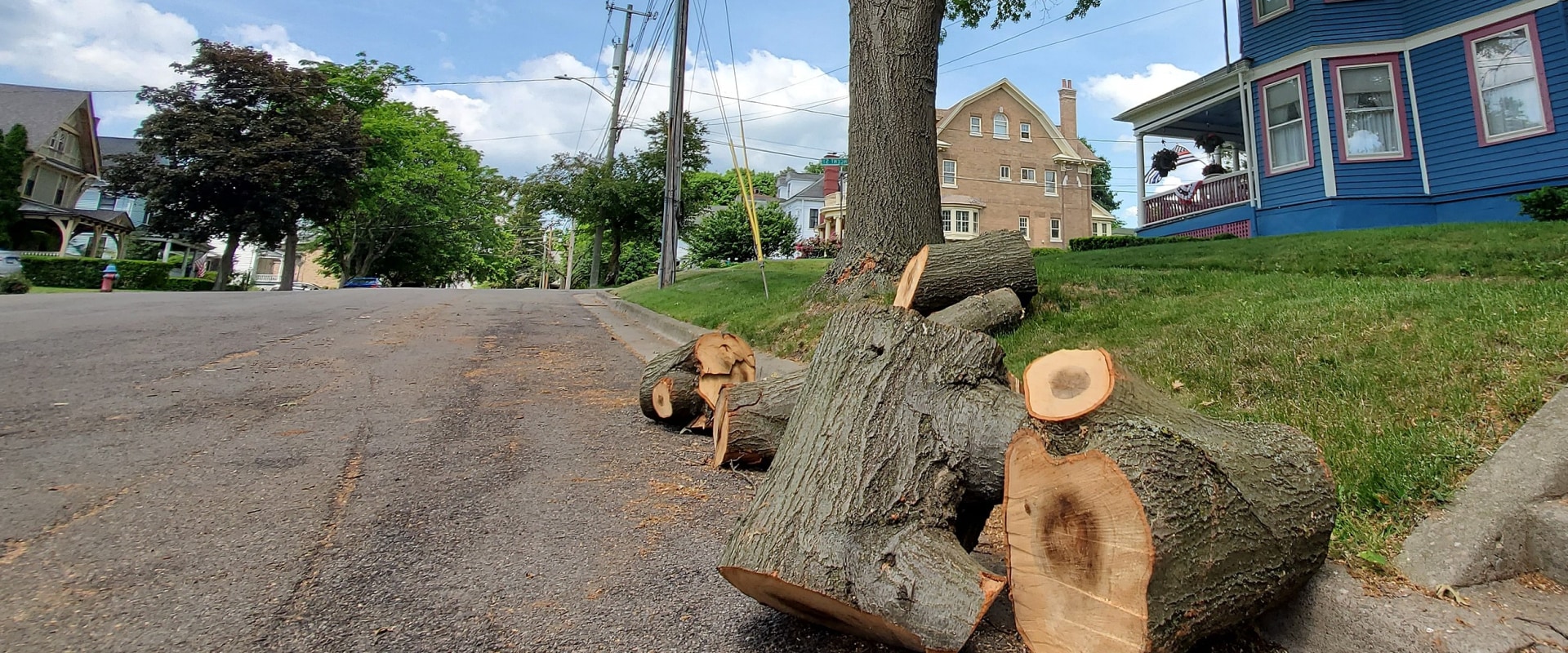 Safe and Effective Ways to Remove a Tree Stump