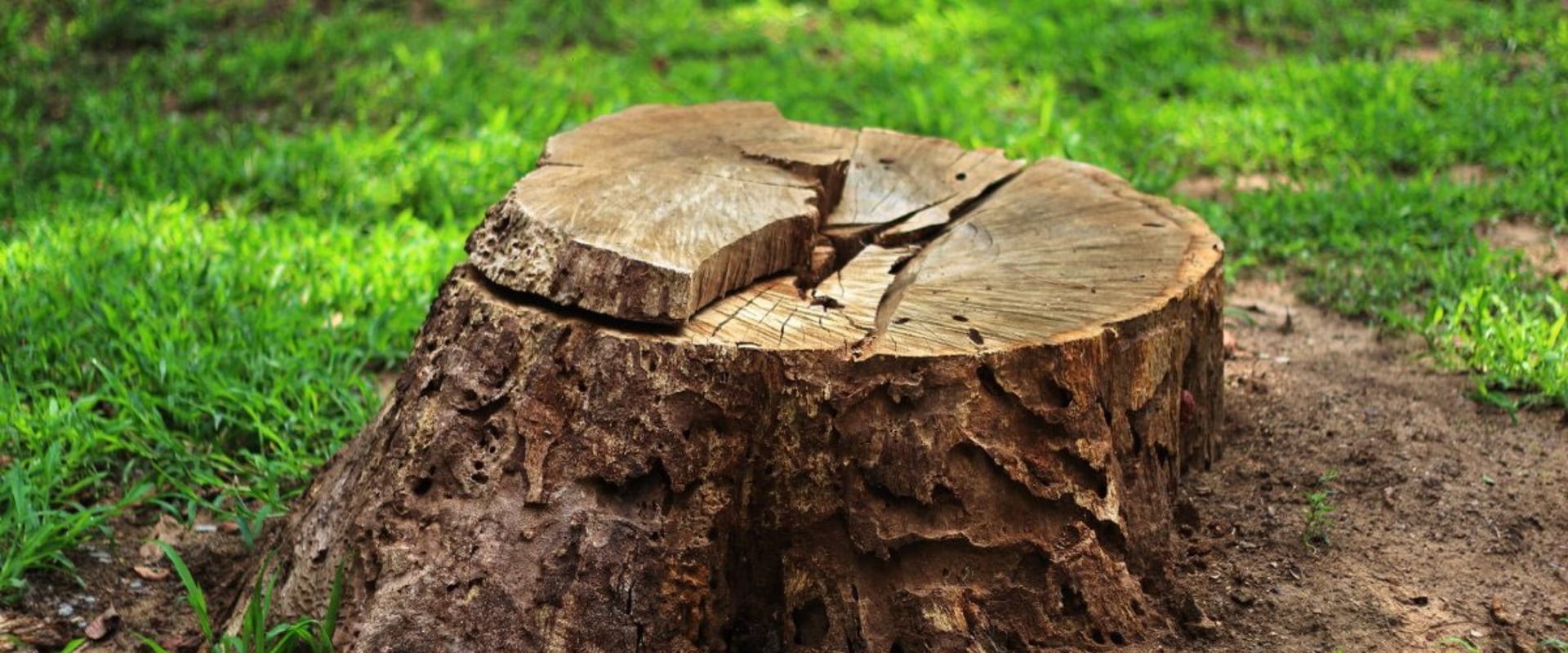 What Happens to Tree Roots After Stump Grinding?